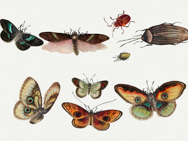 Insects Extinction Endangered Species | Inspiring Purpose