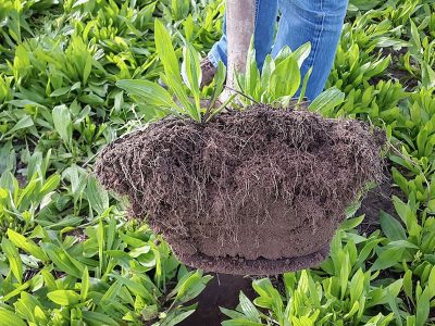 Soil Regeneration | Inspiring Purpose